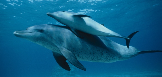 Making Waves - Protecting the Dophins At TajiiCreating Animal Awareness Making Waves - Protecting the Dophins At TajiiCreating Animal Awareness